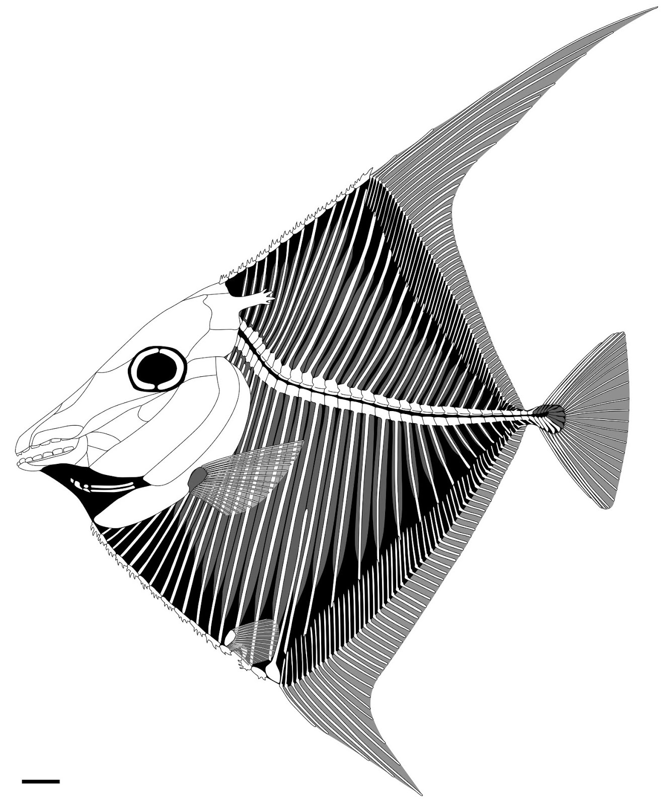 Species New to Science: [PaleoIchthyology • 2019] Flagellipinna ...