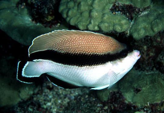 D' Ocean Aquarium: Ikan Angel (Angelfish)