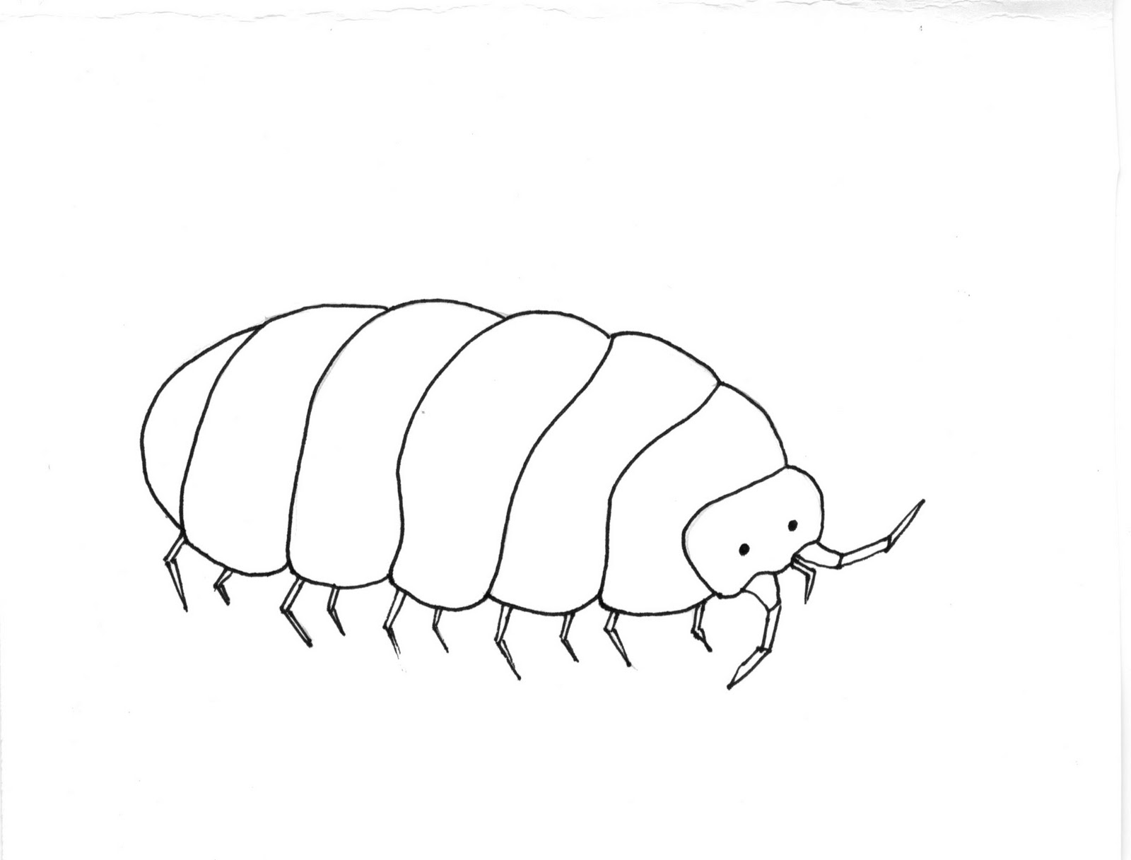 Rolly Polly Bugs Coloring Pages Coloring Pages
