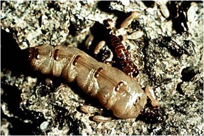 TERMITE / RAYAP ~ BlueSolution