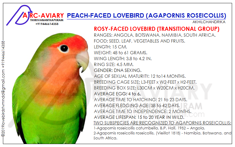 THE OFFICIAL LIST FOR AGAPORNIS (AFRICAN LOVEBIRDS).