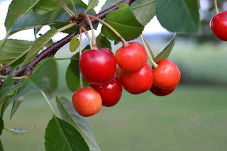 Neighborly Place...: Planting Dreams...