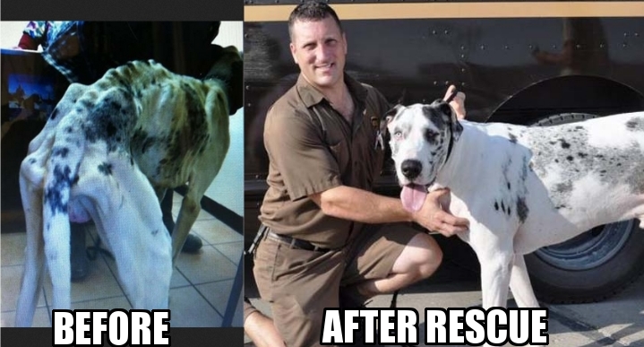 White Wolf : A UPS driver saves an emaciated dog on a cold winter day ...