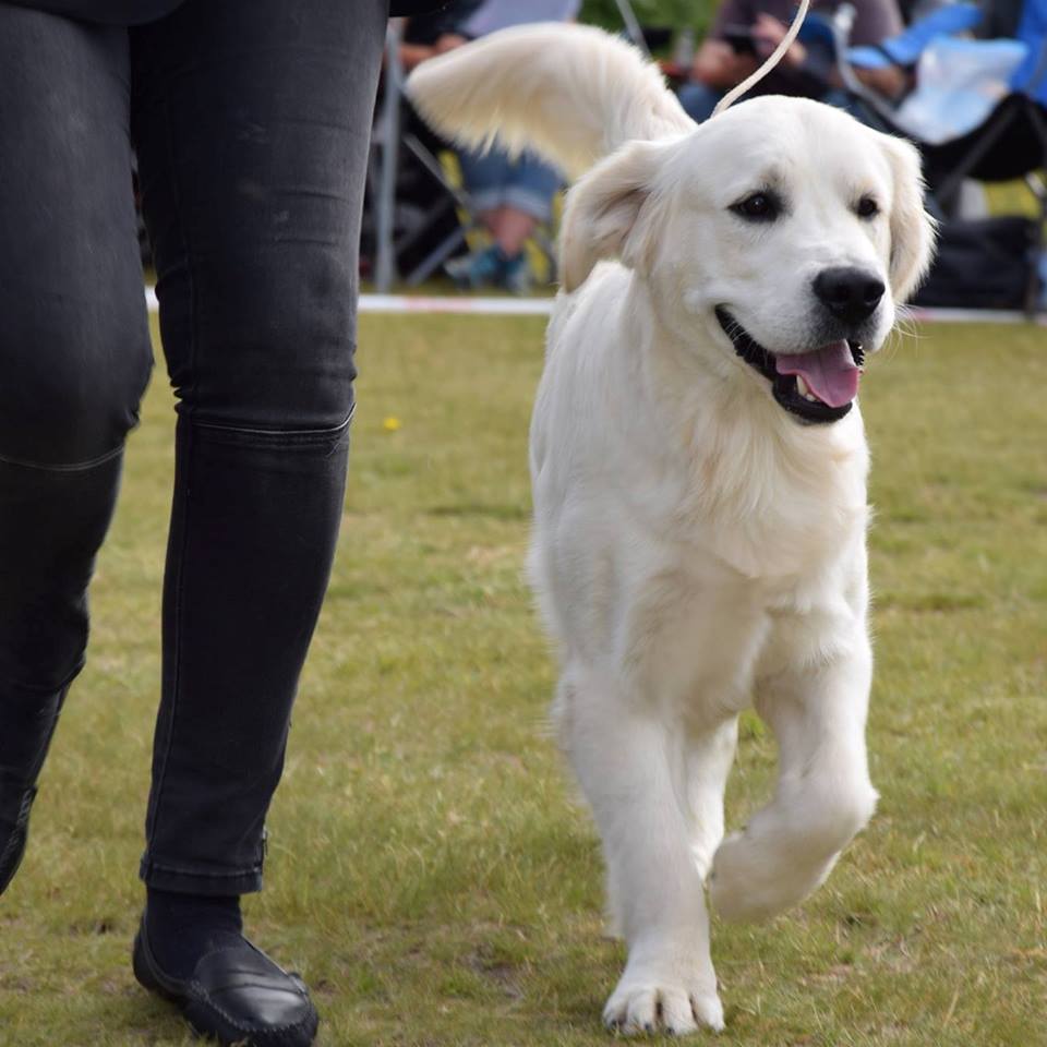 Kennel Røysjømarka: Mine hunder