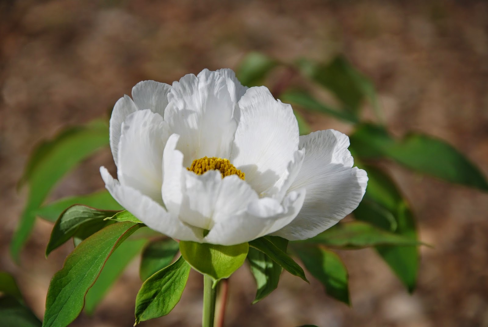Southern Peony: 2015 First Peony Bloom of the Year 'White Phoenix'