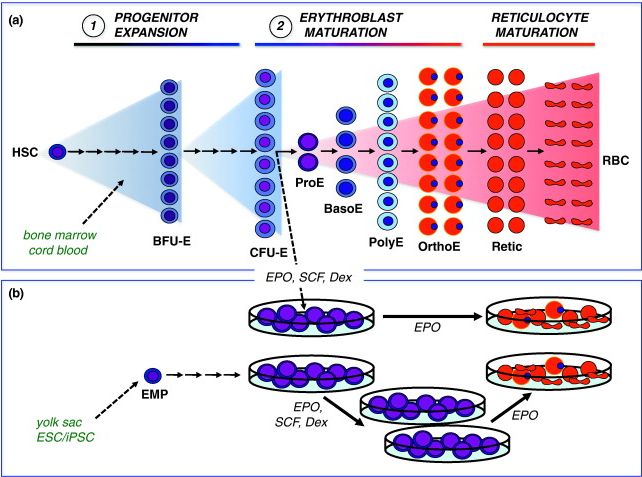 Science Doing: Red Blood Corpuscle enucleation and in vitro synthesis