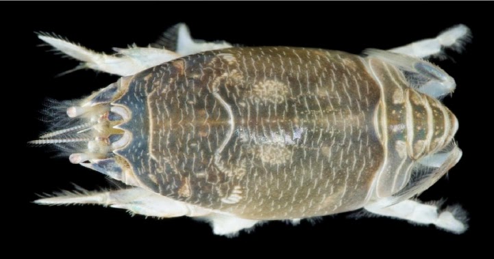 NeuroDojo: March 2015