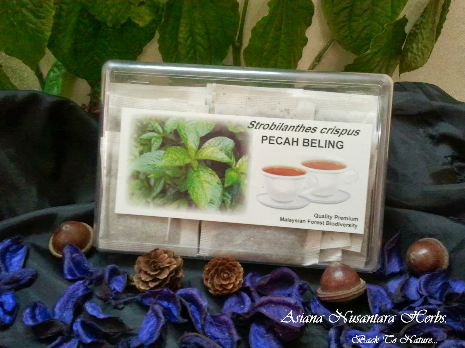 Asiana Nusantara Herbs: Teh Herba Pecah Beling