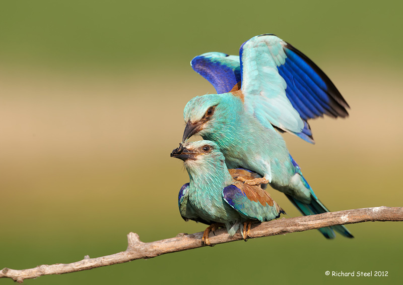 Wildlife Photographic Journals