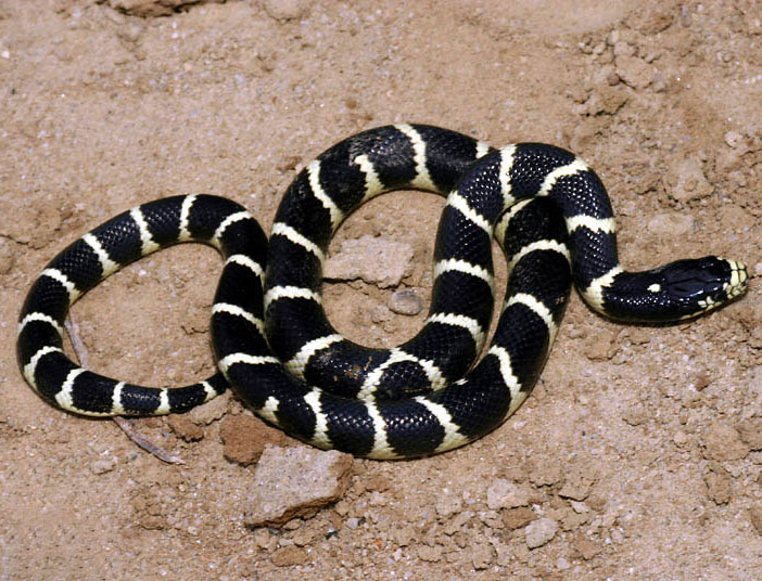 20 HAIWAN BERWARNA HITAM DAN PUTIH