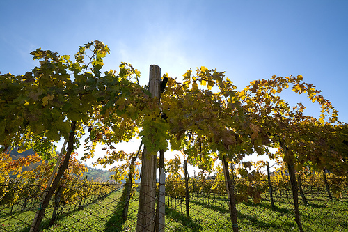 The Lord’s Vineyard - Digging The Word