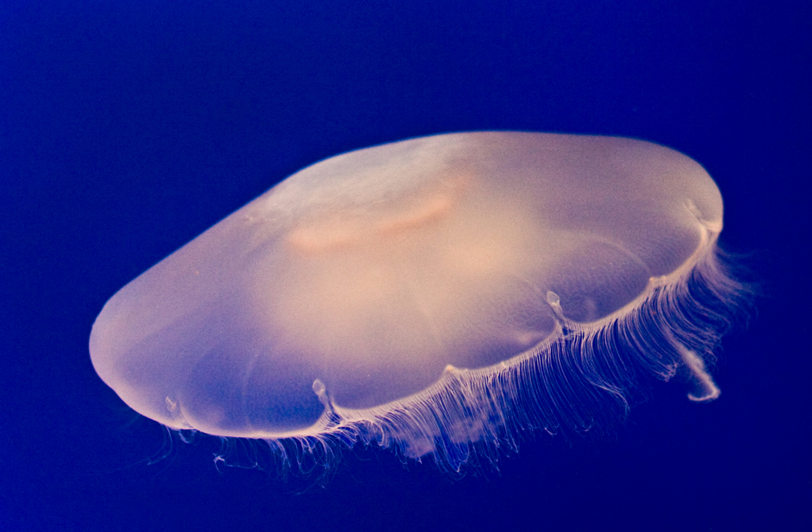Images and Reflections by Tom Debley: The Wondrous Jelly Fish of ...