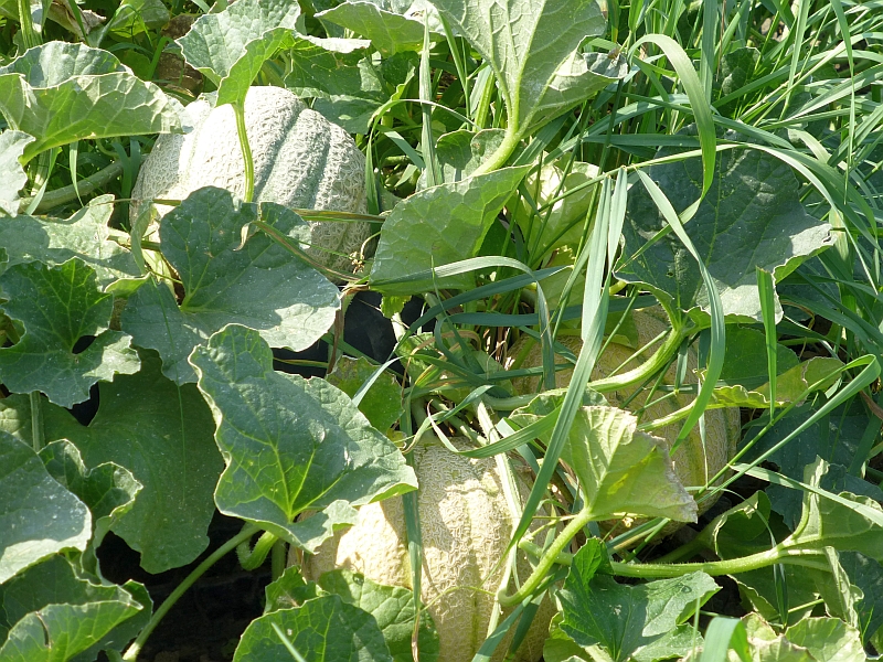 Rural Revolution: Ripe and riper