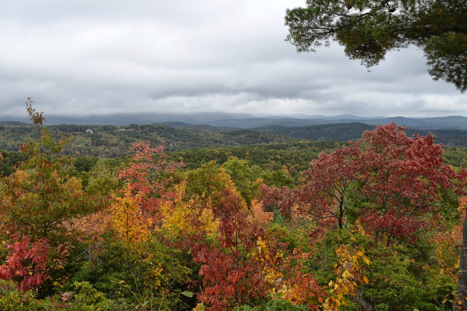 Using Georgia Native Plants: Fall Preview