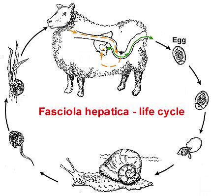 Fasciola Hepatica Life Cycle Fascioliasis In Llama, Lama Glama, In
