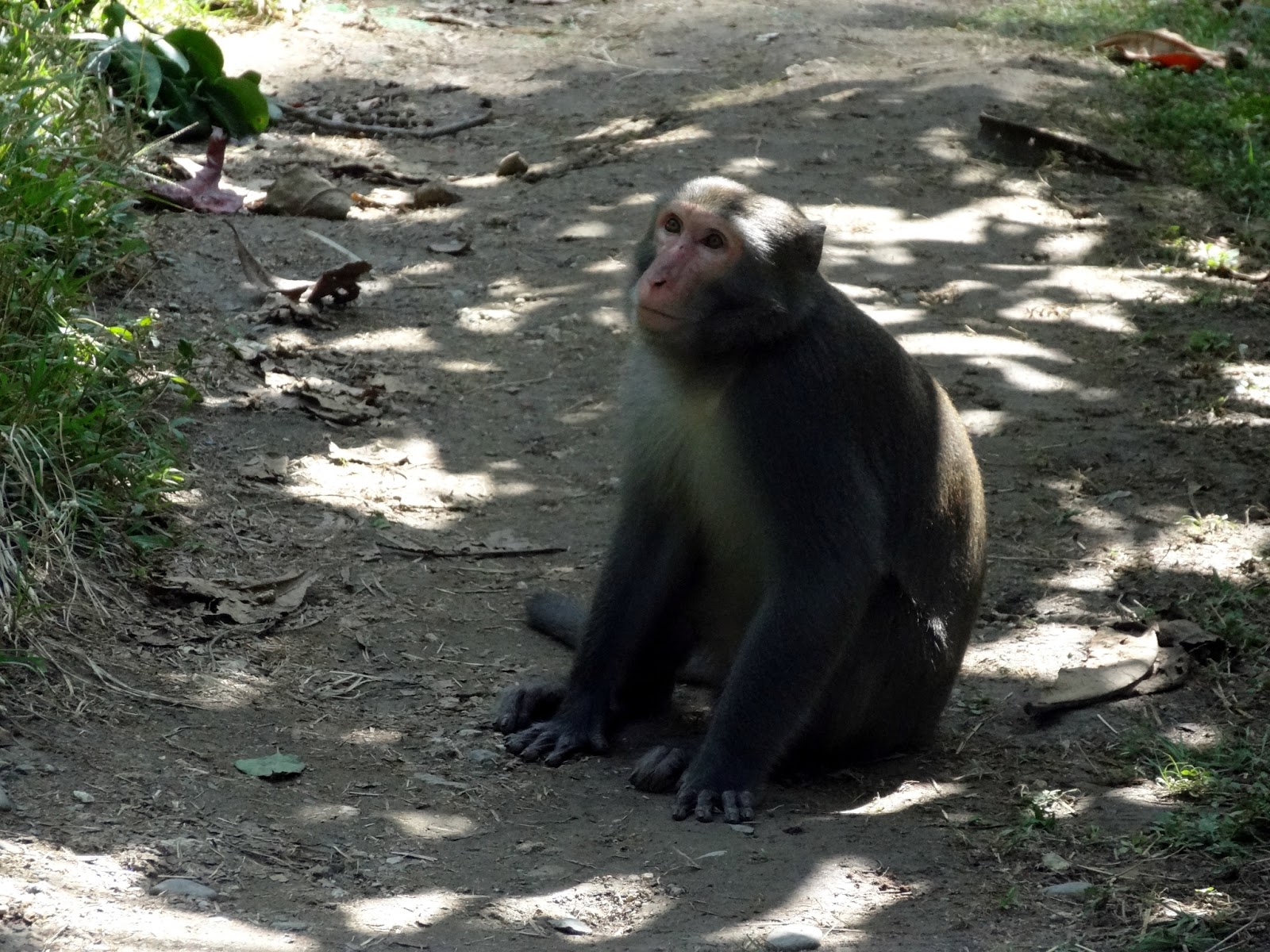 Tales From the Beautiful Isle - A Taiwan Blog: Monkey Mountain, Kaohsiung