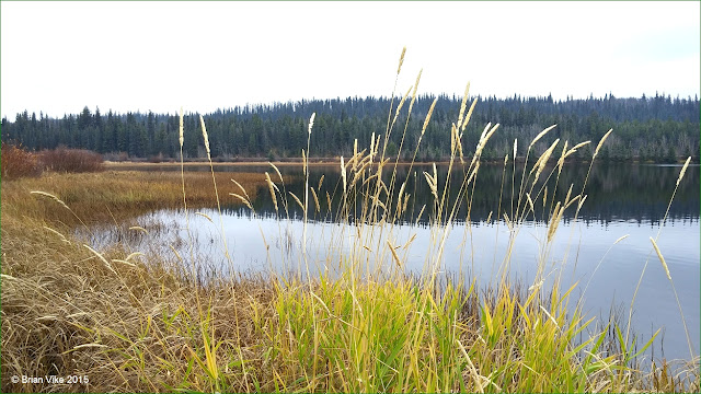 Northern Interior British Columbia: Rose Lake British Columbia (Pictures)