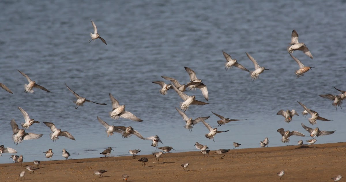 East-Gippsland Birds: Syd The SIPO