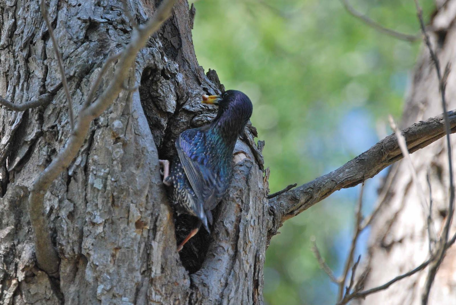 Wild About Texas: Meet the European Starling Family