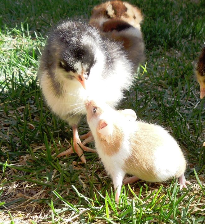 Blue Pot Green Thumb: Chick and Mouse. BFF!
