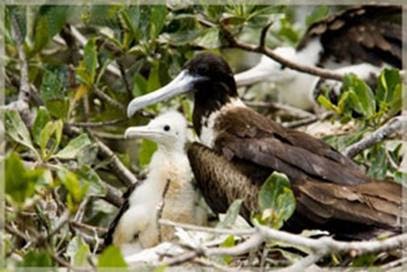 Fragata: ALIMENTACION