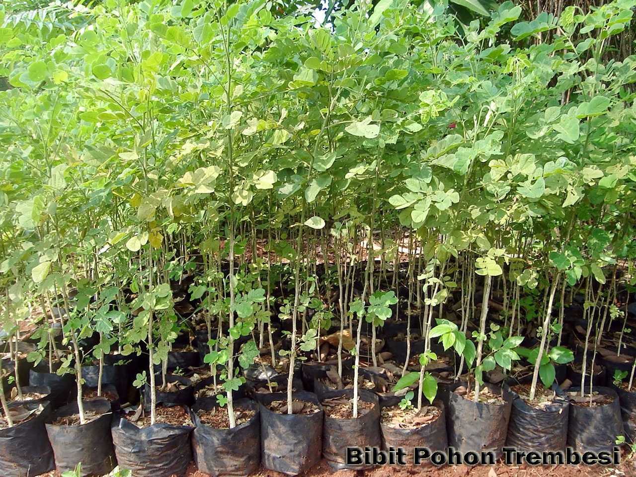 POHON TREMBESI ATAU DI SEBUT JUGA (KI HUJAN) | JUAL POHON MURAH