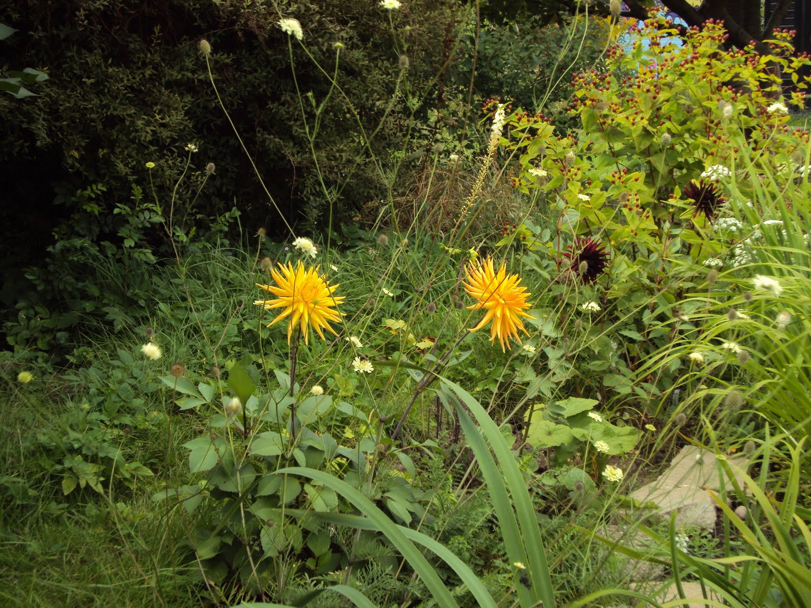 Irishaven: Super selv-såer