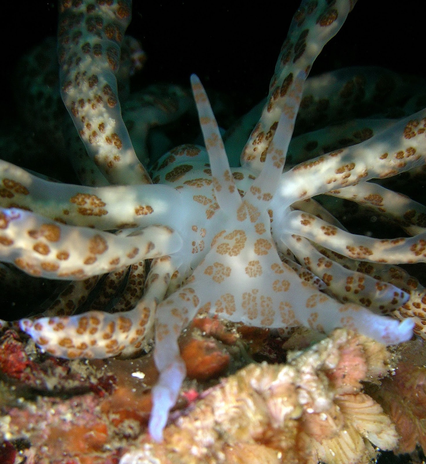 Real Monstrosities: Solar-powered Phyllodesmium