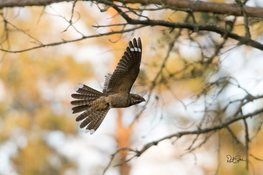 Linnupäevik - Bird Diary: Lind nagu kass