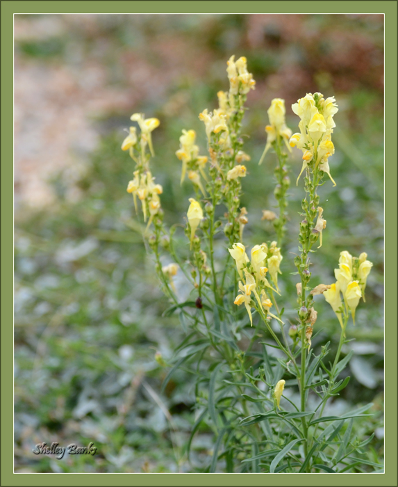 Prairie Wildflowers: Toadflax: Butter and Eggs