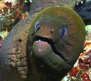 World's deadliest sea creatures | Knowledge