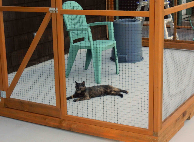 Cat Patches: Construction Complete on all Fronts