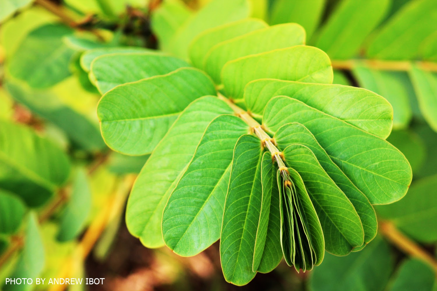 Ako si ANDREW IBOT!: Akapulko