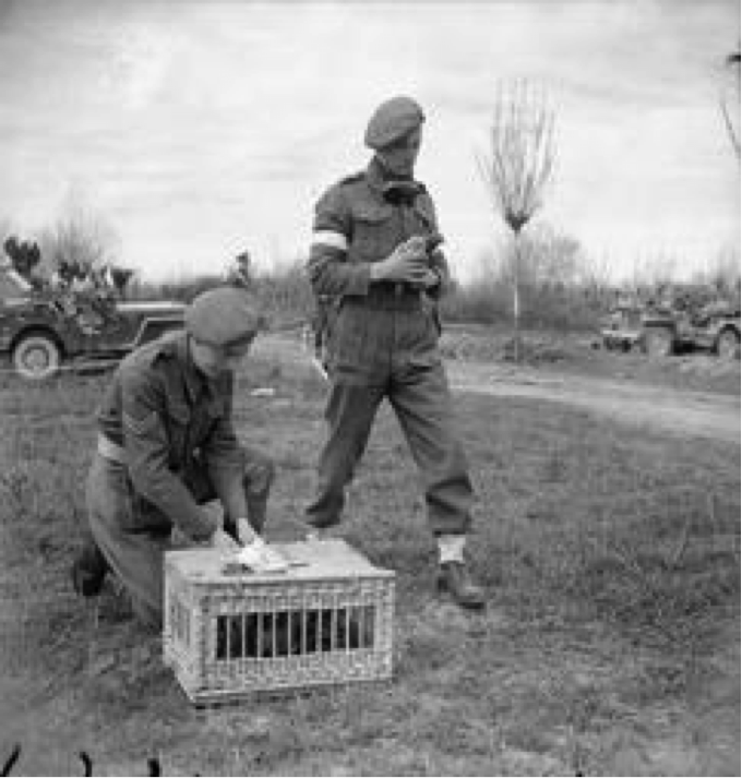 World War 2 History and the WW2 Pigeons: 1944 report on use of pigeons ...