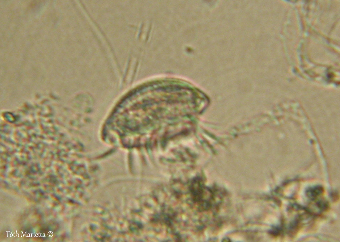 Természeti értékek lencsevégen: Ázalékállatkák