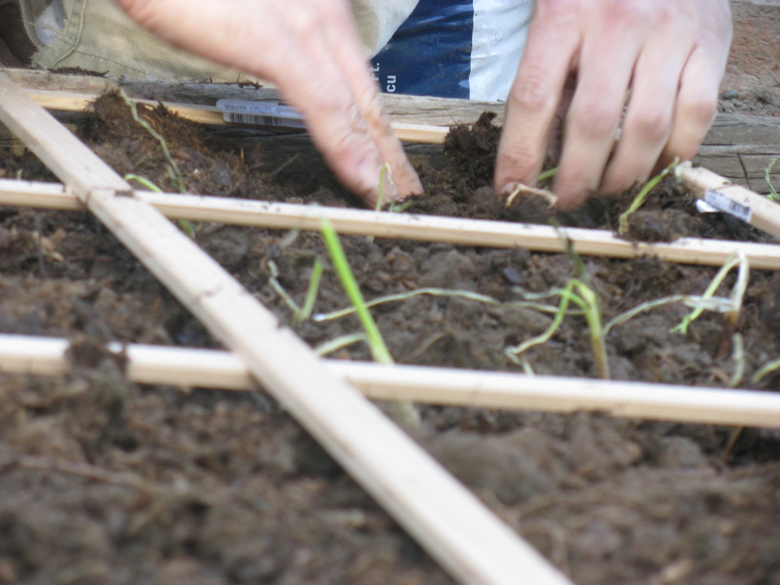 Foot Grid Planting Guide