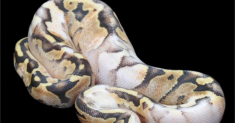 INDONESIAN REPTILE PETS: penyakit pada ular