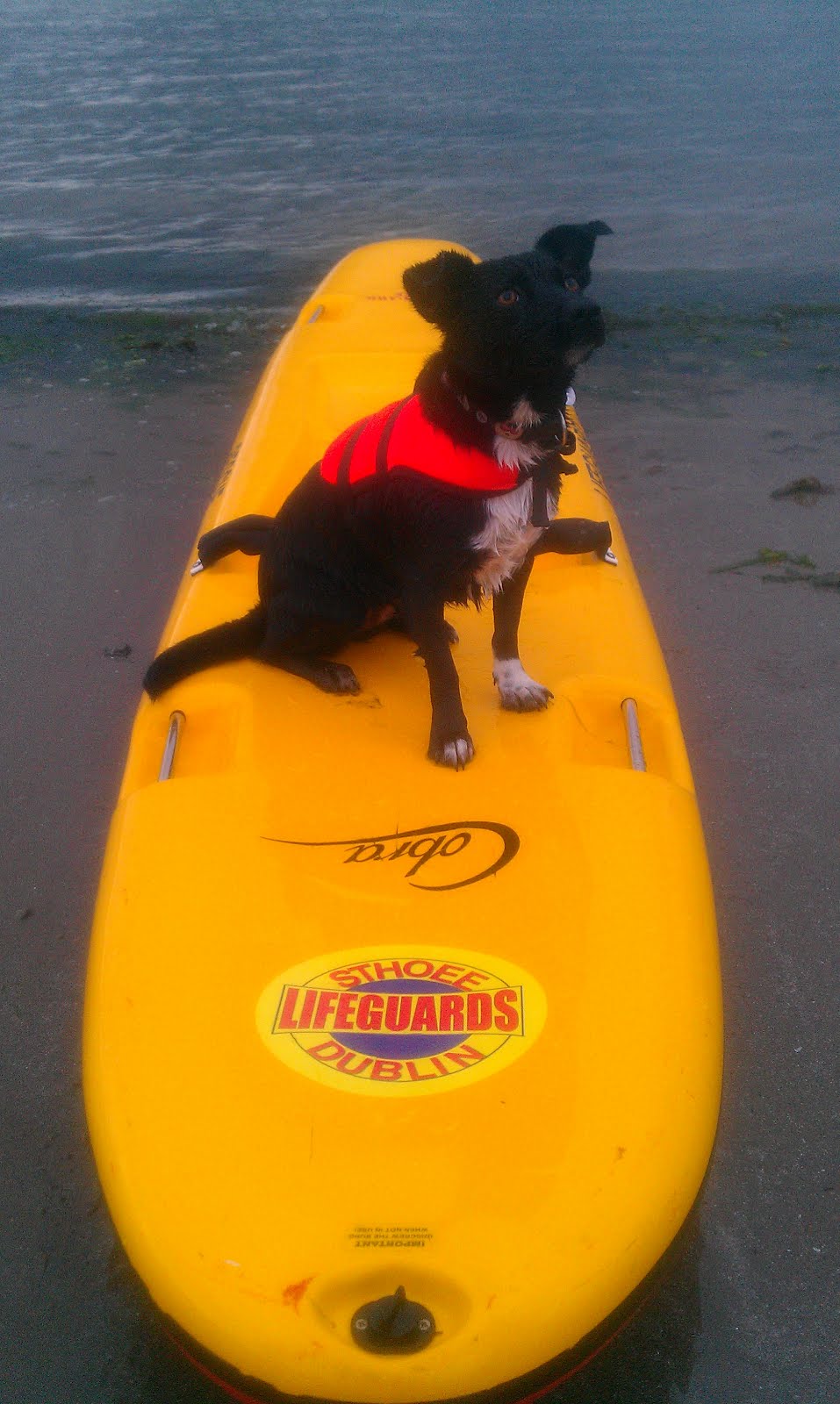 Sthoee Lifeguards Dublin, Ireland: Dublin’s only lifeguard dog