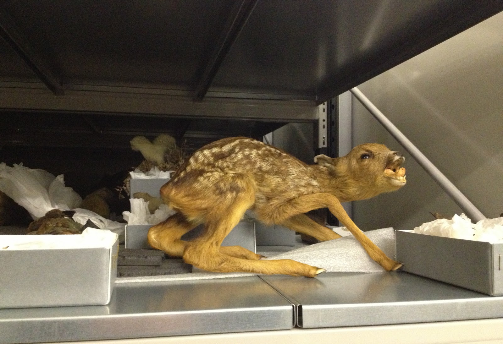 Cali Anthropology Girl: CAG on museums: Taxidermy at the Hancock Museum