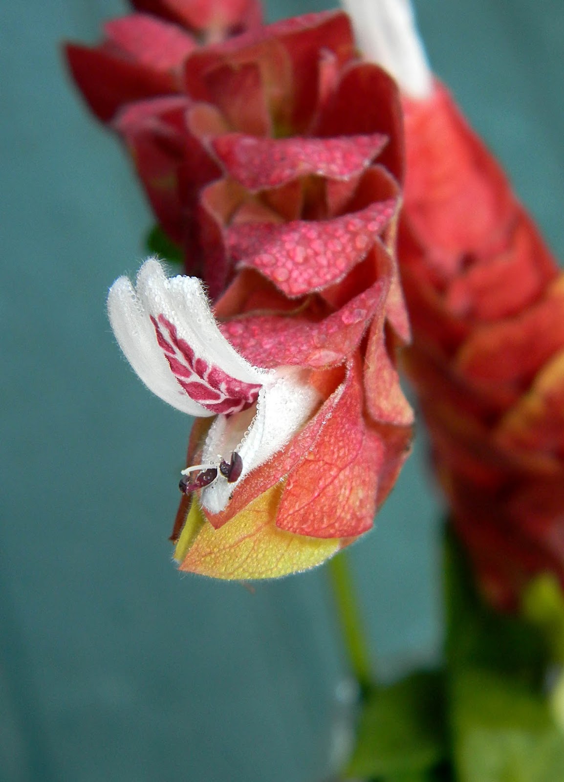 Flowers by Friends: Unusual flowers - Shrimp (Prawn) plant by Frances