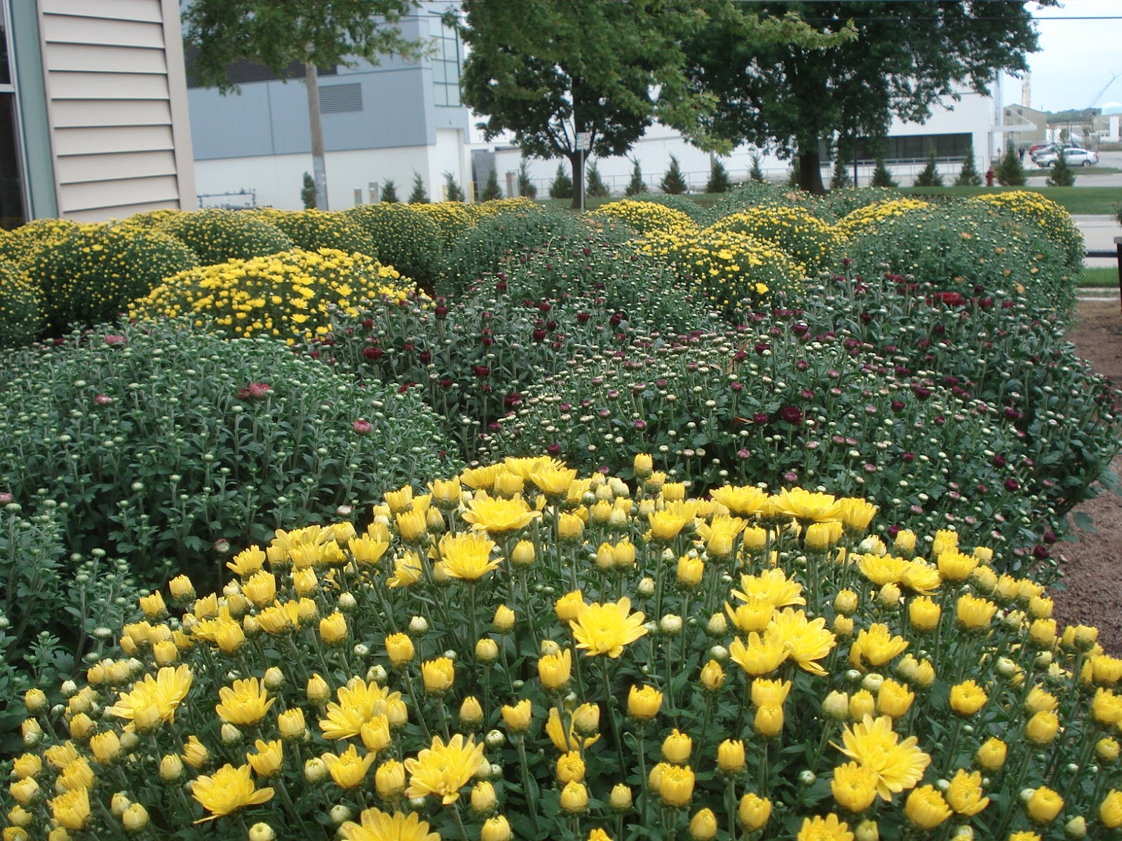 Cara Merawat Tanaman Dan Aneka Tanaman Hias: Cara Agar Bunga Krisan ...