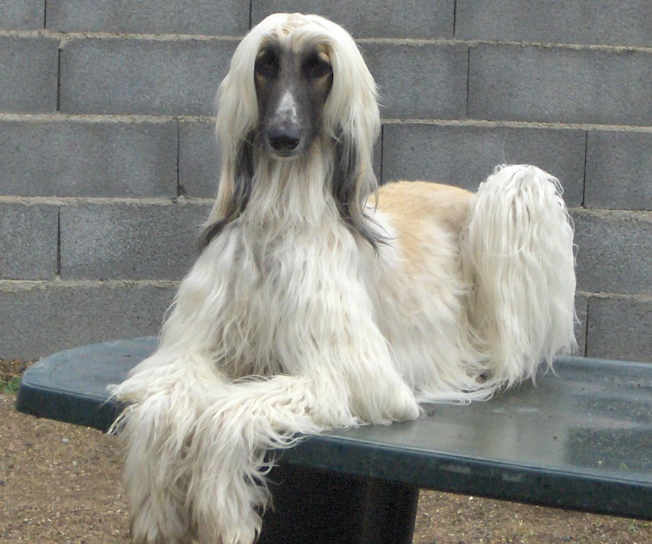 EL PERRO MAS... DEL MUNDO: EL PERRO MAS TONTO DEL MUNDO