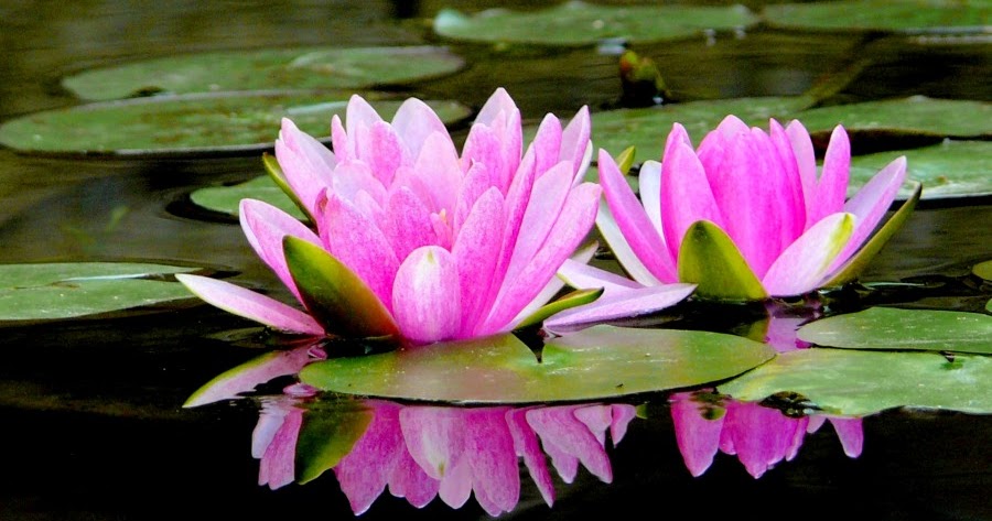 3 Jenis Tanaman Air Ini Memiliki Bunga Yang Cantik - Jual Mawar Krisan ...