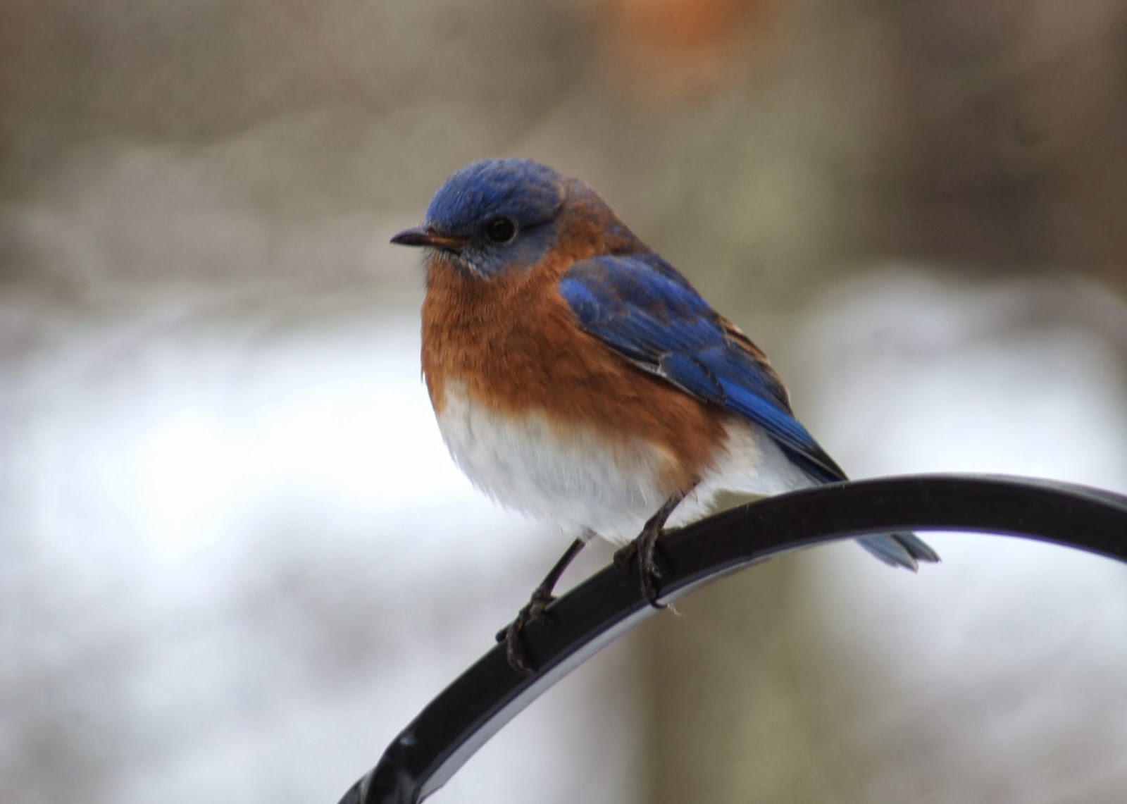 Things with Wings: Eastern Bluebird