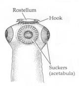 Platyhelminthes: Class Cestoda