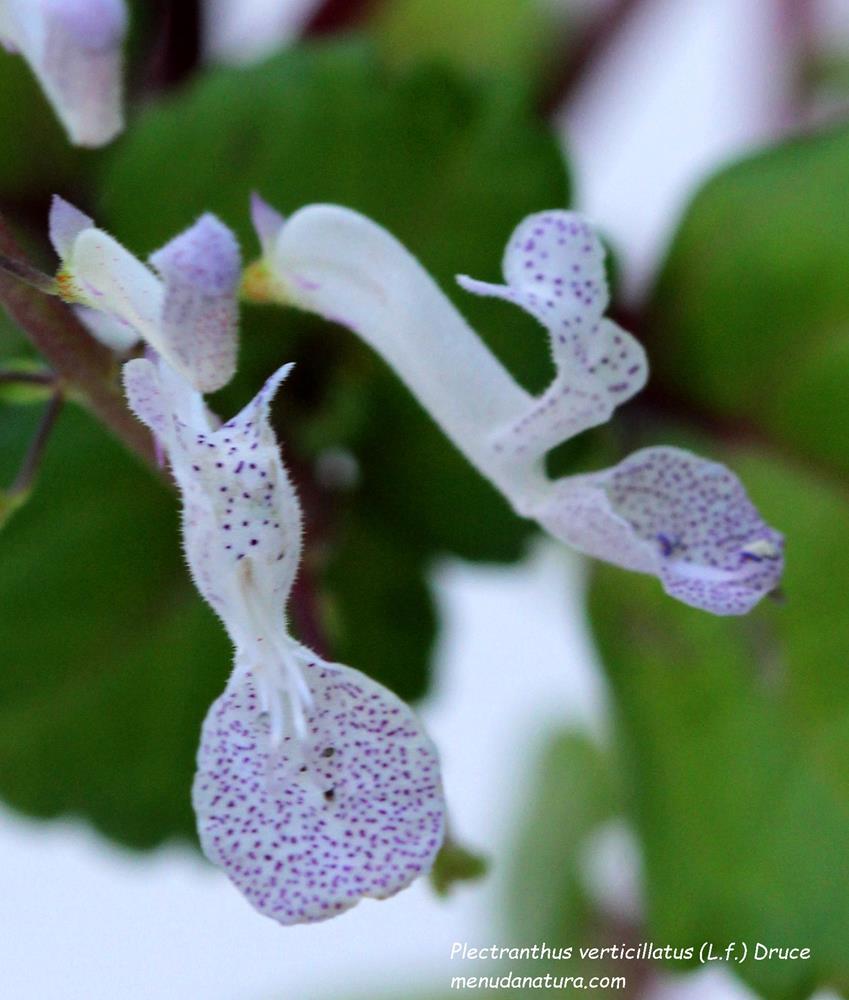 El Jardí de Menuda Natura: Planta del diner