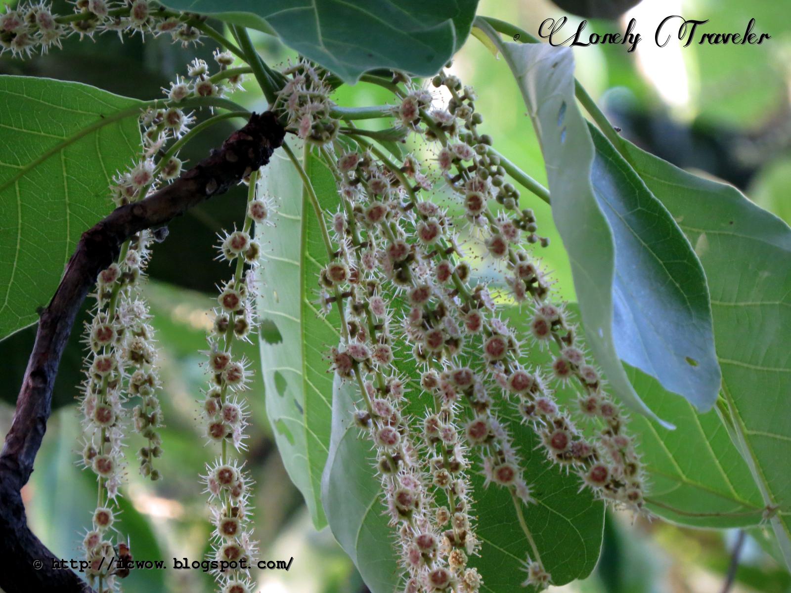 Bohera ful (বহেড়া ফুল) - Terminalia bellirica
