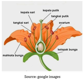 Catat! Gambar Struktur Anatomi Bunga Dikotil Dan Monokotil yang Mantul ...