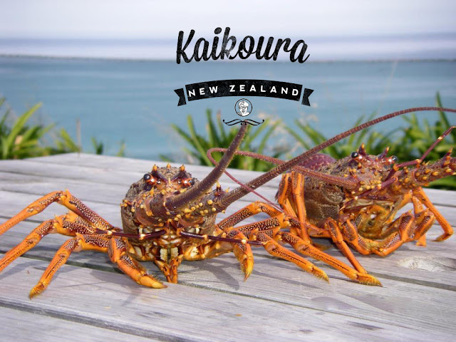 New Zealand Crayfish town- Kaikoura - exchangeTravel Journal