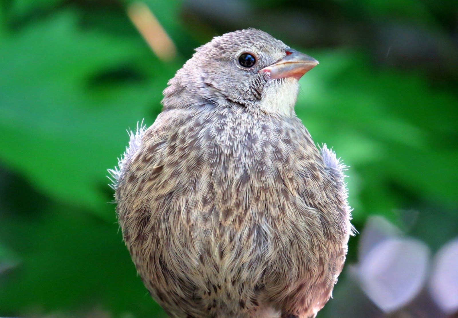 Juvenile Brown-headed Cowbird - Travels With Birds